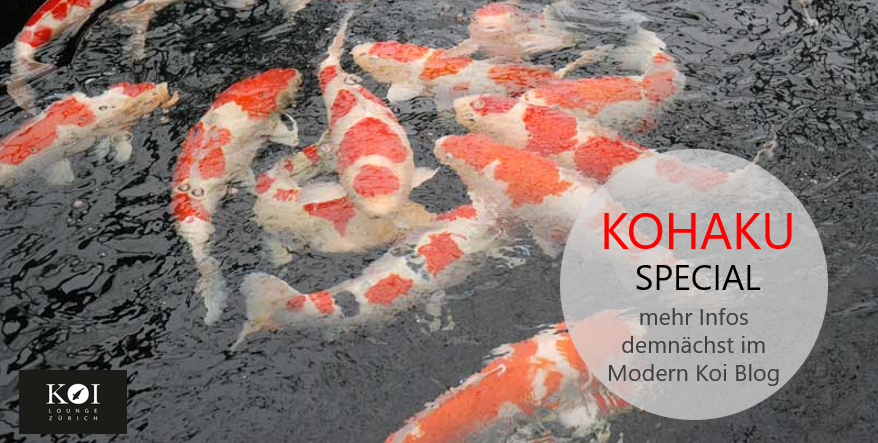 | koi-lounge.ch