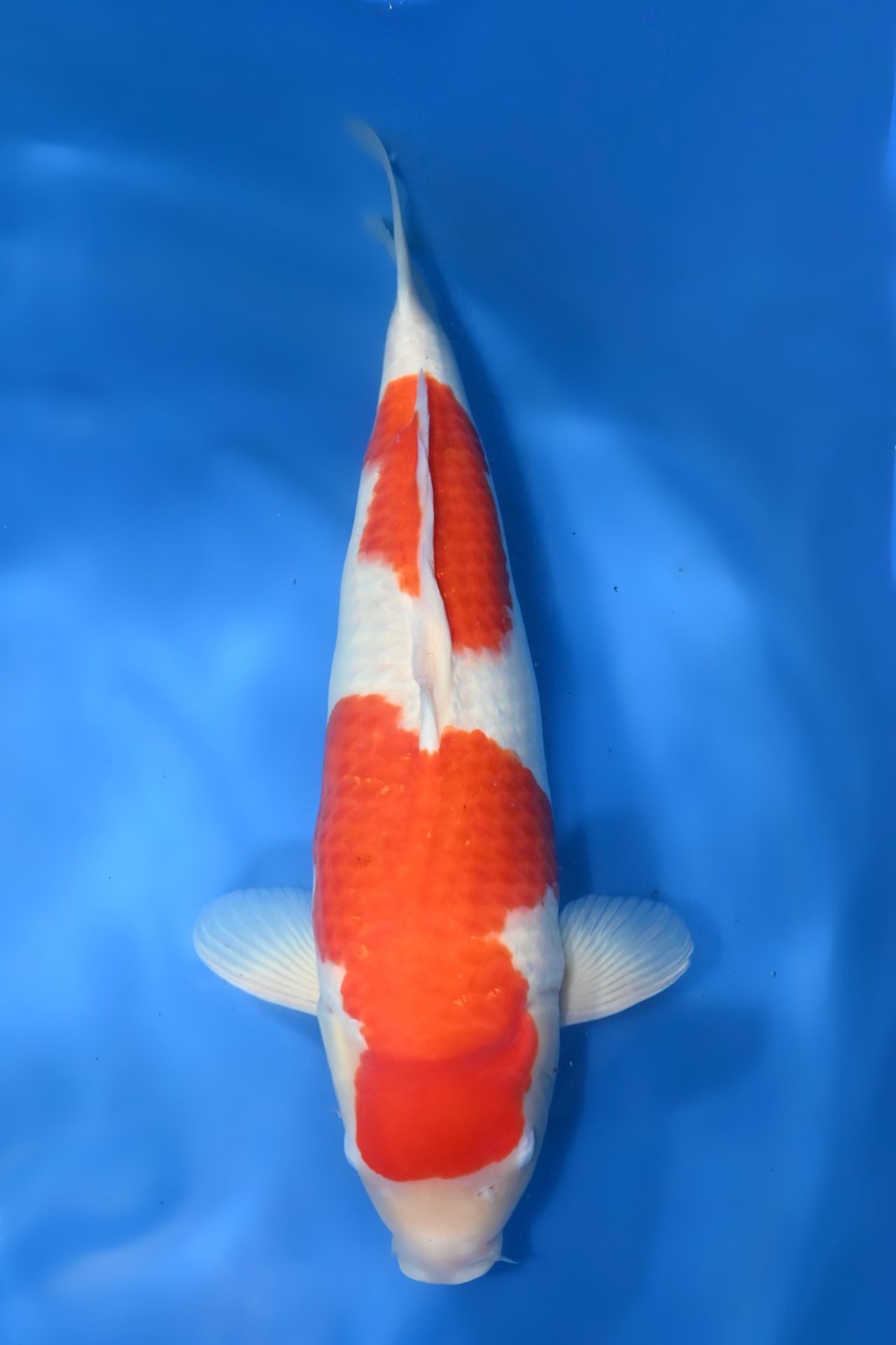 Kohaku – koi-lounge.ch