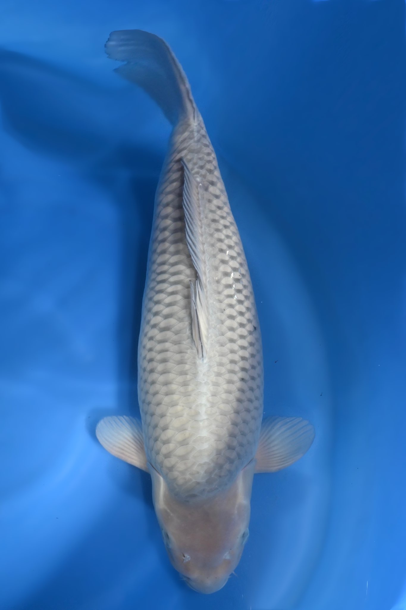 Soragoi – koi-lounge.ch