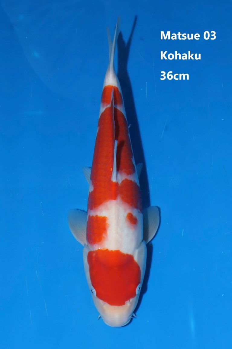 Kohaku – koi-lounge.ch